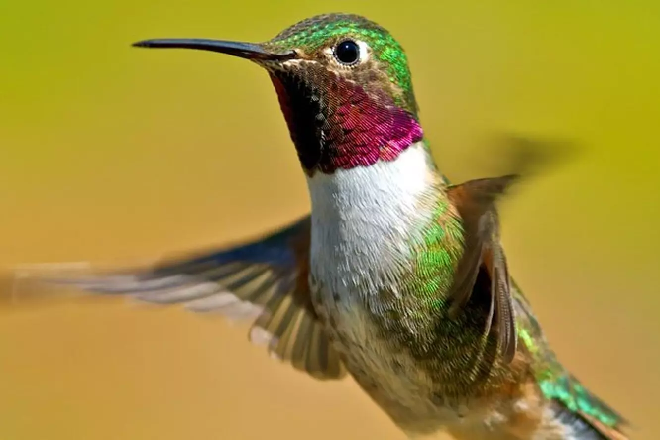 Fugler er i stand til å skille farger som er utilgjengelige for menneskelig syn.