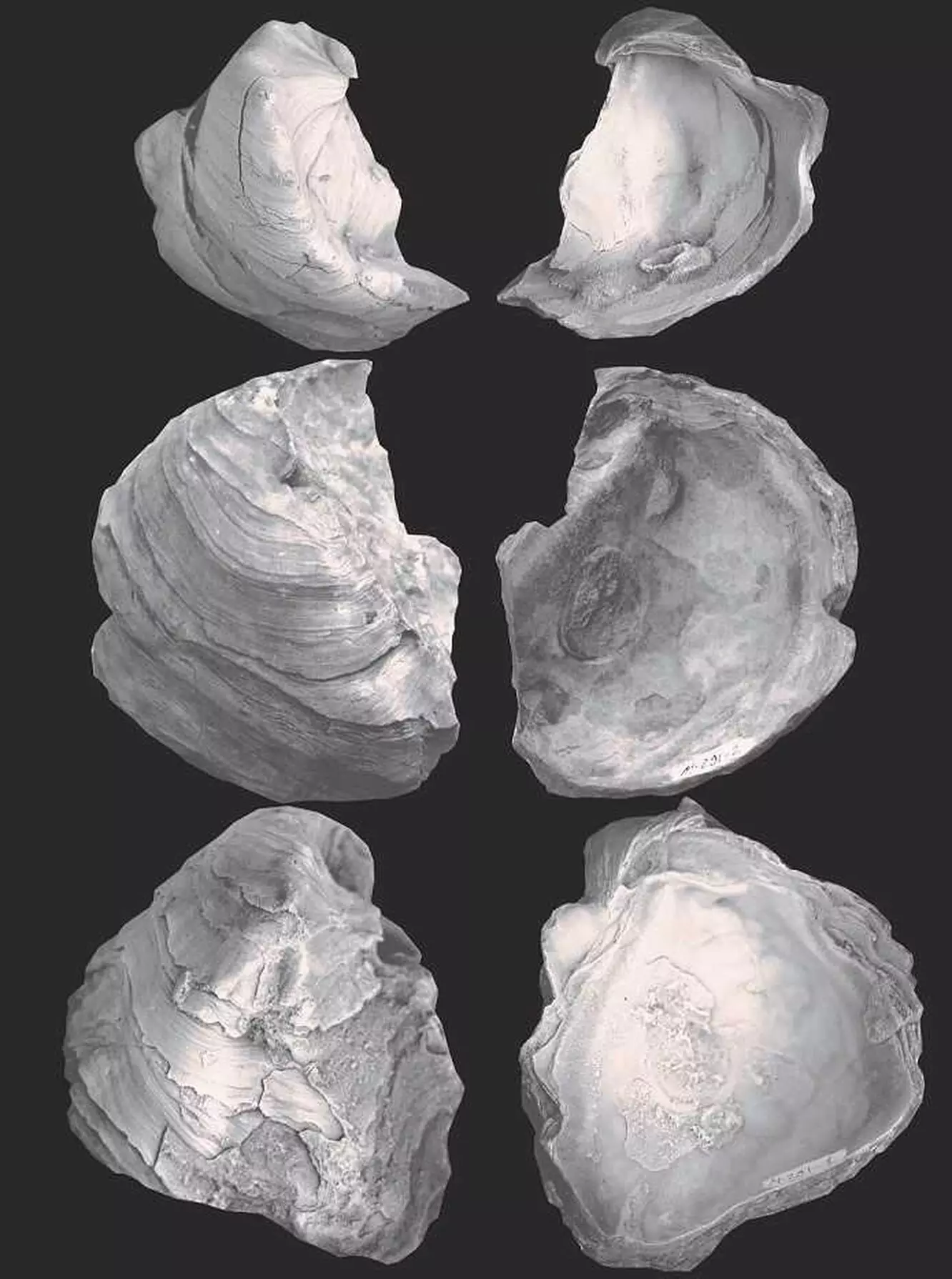 Lwm scan ntawm oysters