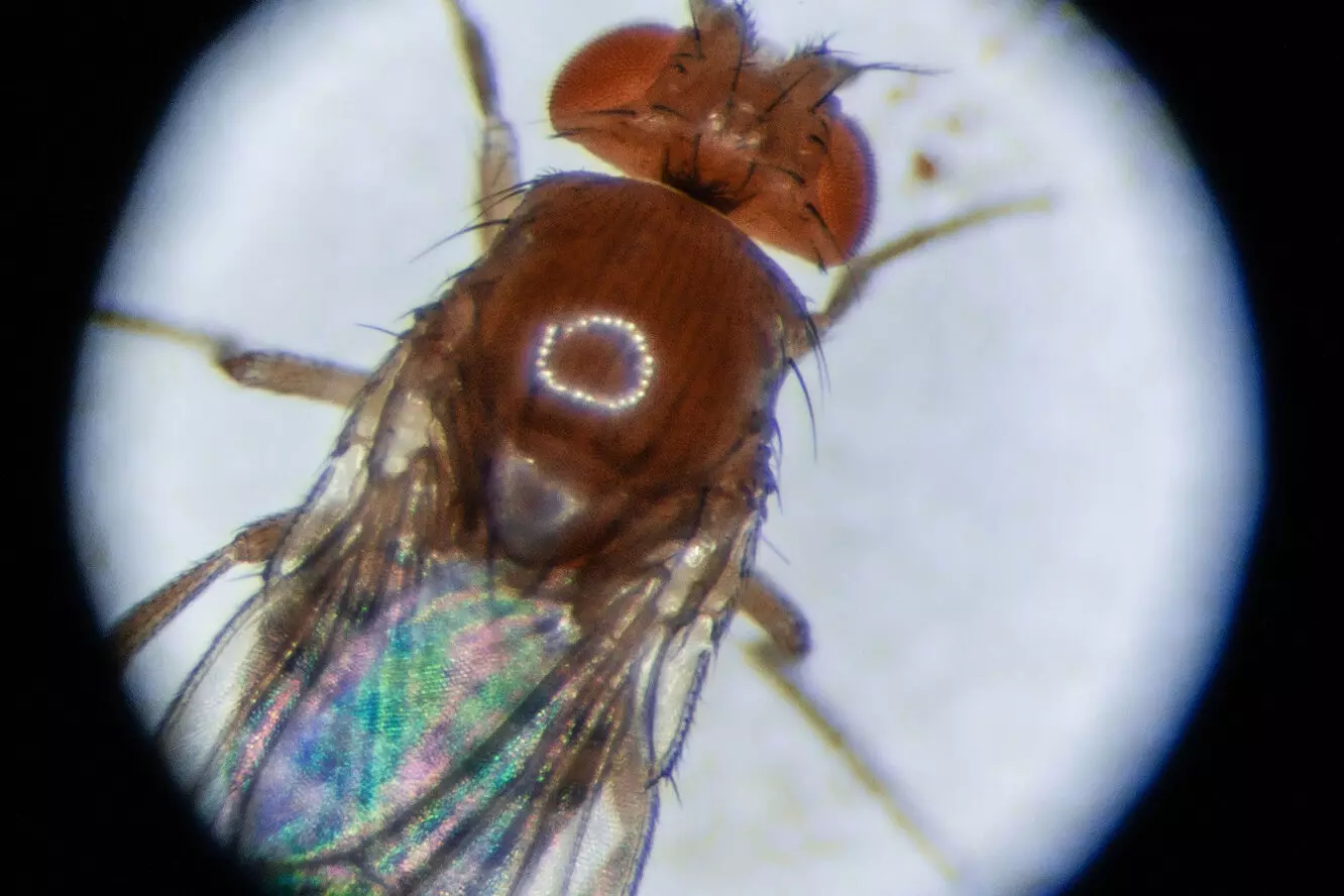 Drosophila anawonjezera moyo pogwiritsa ntchito RNA yozungulira