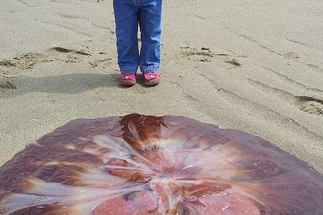 وجد الأب وابنته قنديل البحر العملاق على الشاطئ