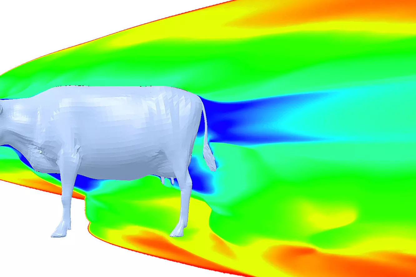 De ce zboară vacile: Aerodinamica bovinelor