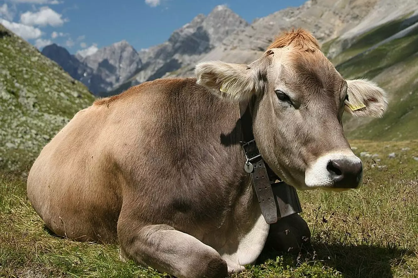 Les animaux étaient en effet capables de prédire les tremblements de terre