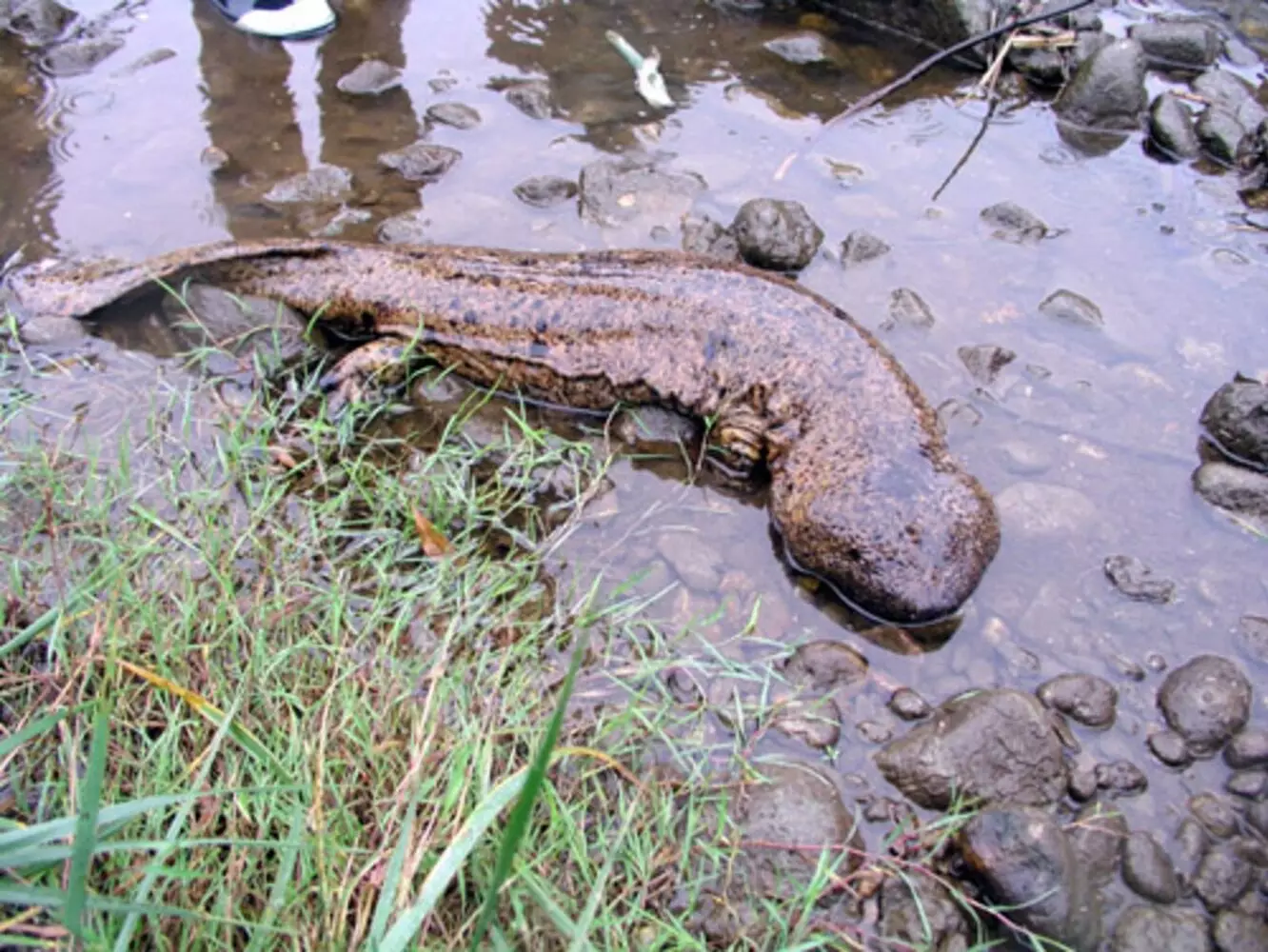 Japanese omiran salamander