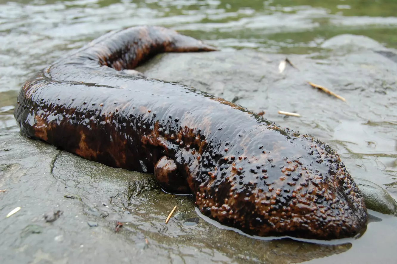 Japanese omiran salamander