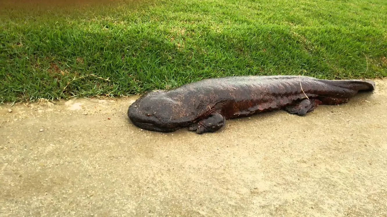 Japanese omiran salamander