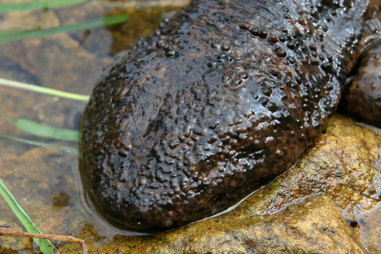 Japanese omiran salamander