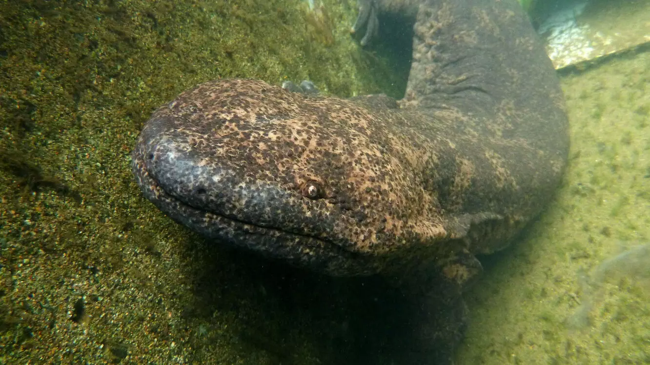 Japanese omiran salamander