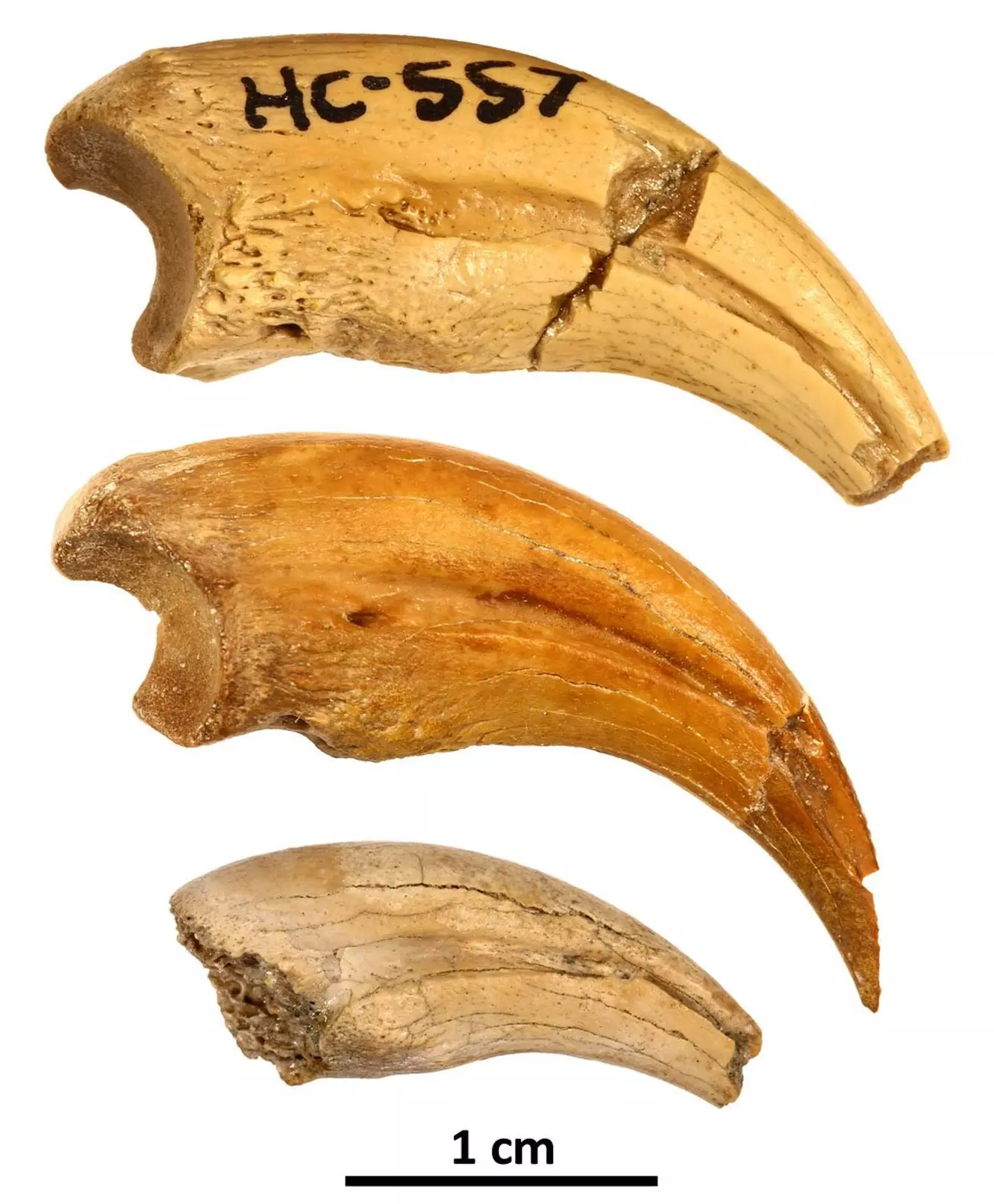 Trierarchuncus prairiensis claws