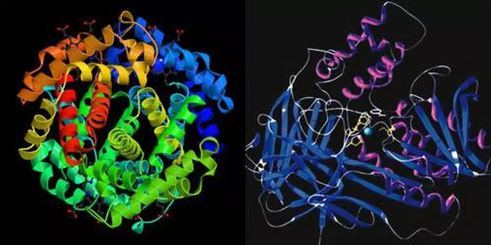 是它們（而且只有它們）折疊成驚人的複雜和美麗的蛋白質結構。