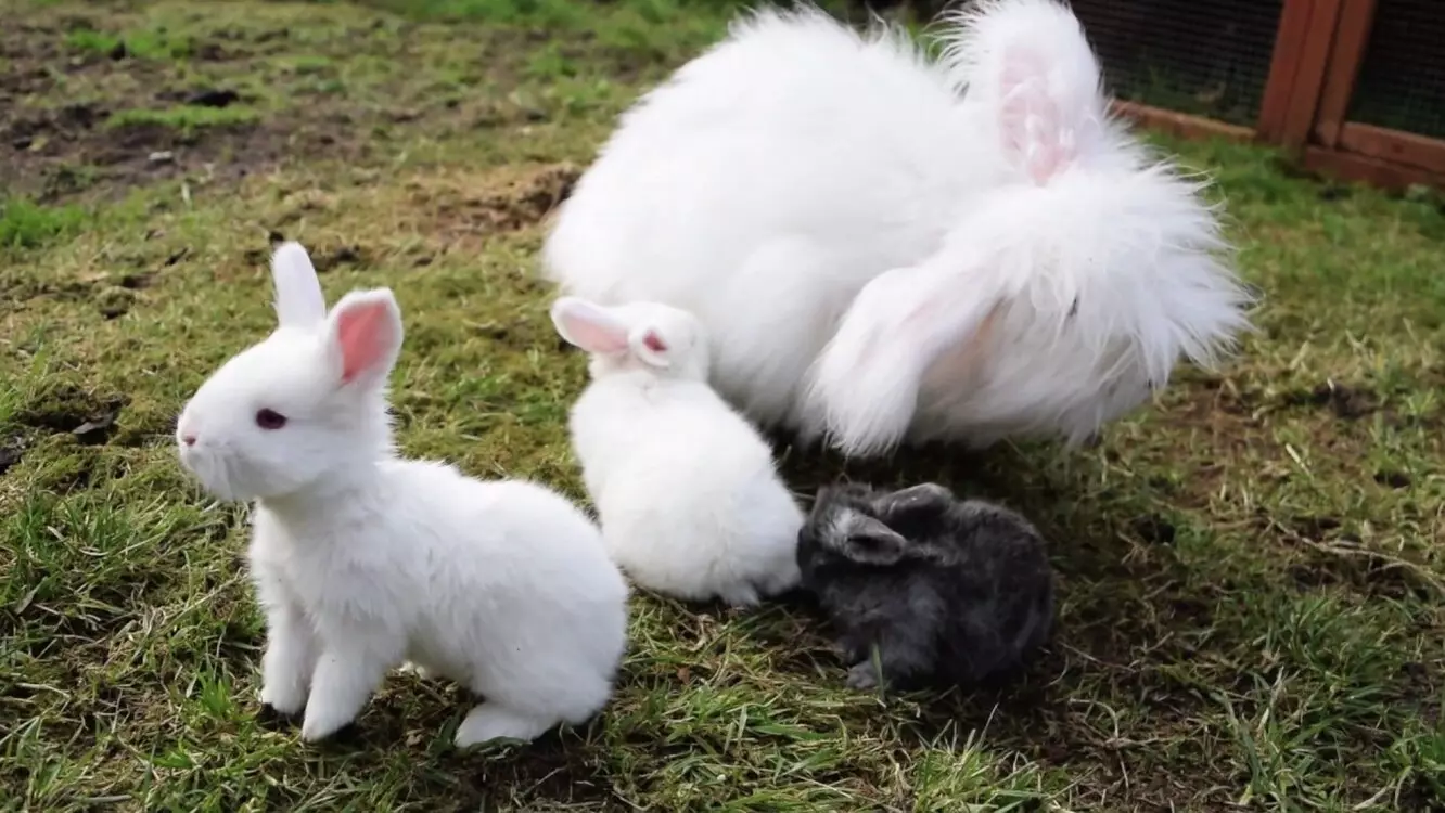 angora quyoni