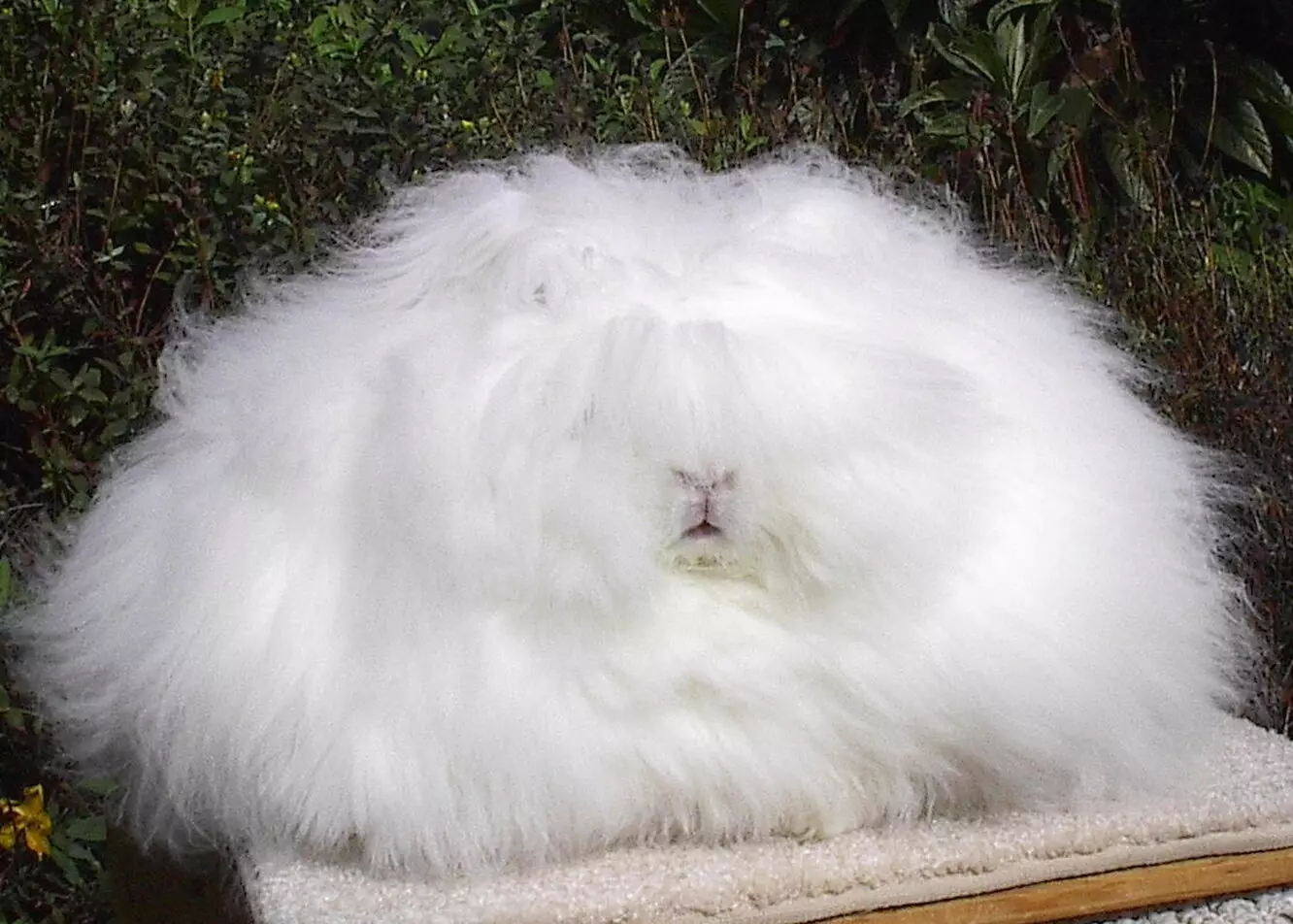 bitro angora