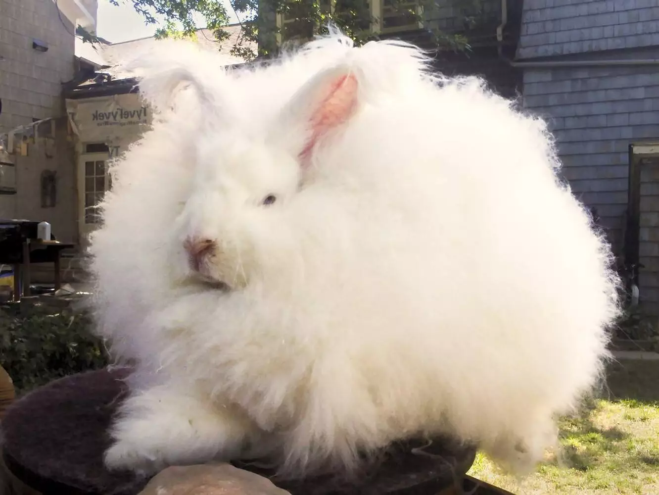 angora quyoni