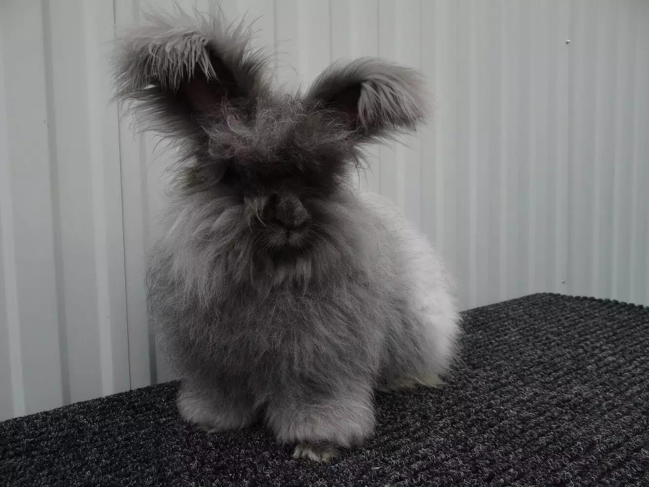 lapen angora