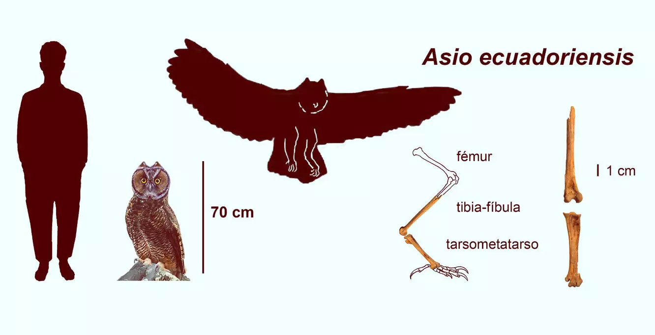 دیرینه شناسان آرژانتینی گونه جدیدی از جغد را یافته اند که حدود 40000 سال پیش روی این سیاره زندگی می کرده است. این پرنده اندازه چشمگیری داشت و به طرز قابل توجهی جغدهای کوچکتر را شکار می کرد.
