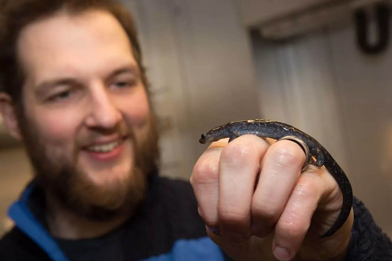 Ce que les salamandres sont prêtes à faire pour le sexe