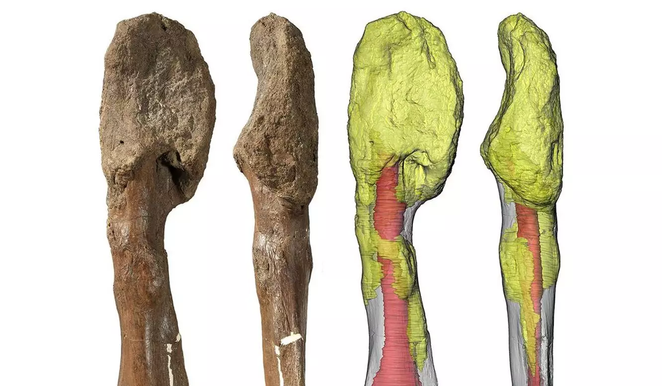 Dinosaur ble først diagnostisert med kreft 374523_3