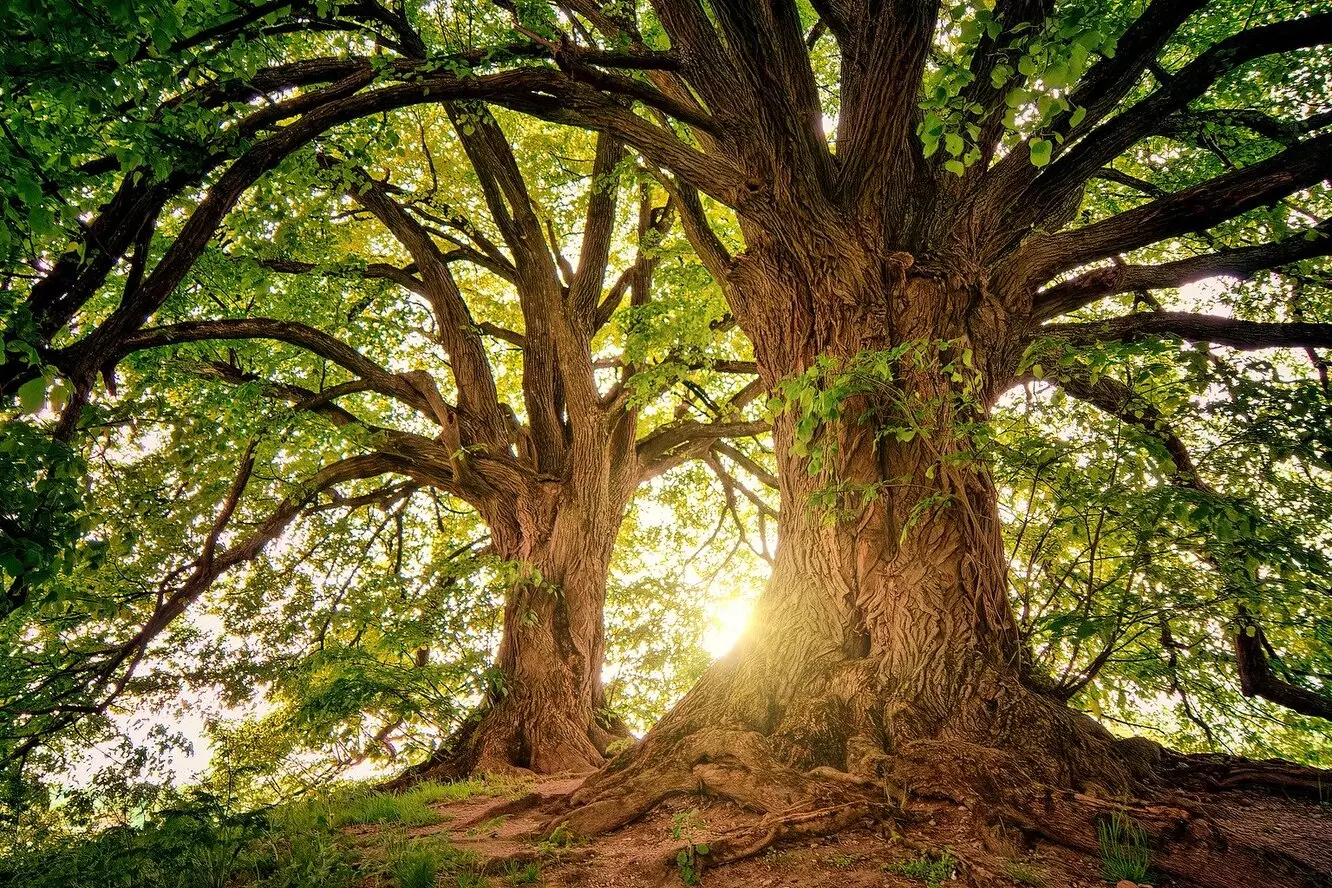 Trees propose de se connecter à la 5G