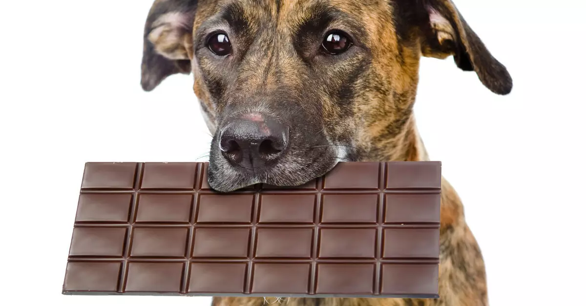 Perché non dovresti dare il cioccolato ai cani