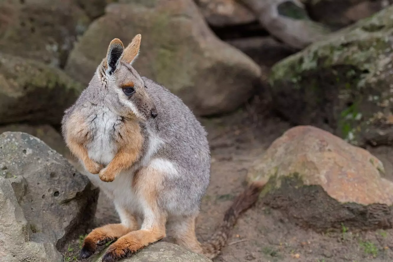 Descubriuse como o herbicida afecta aos marsupiais