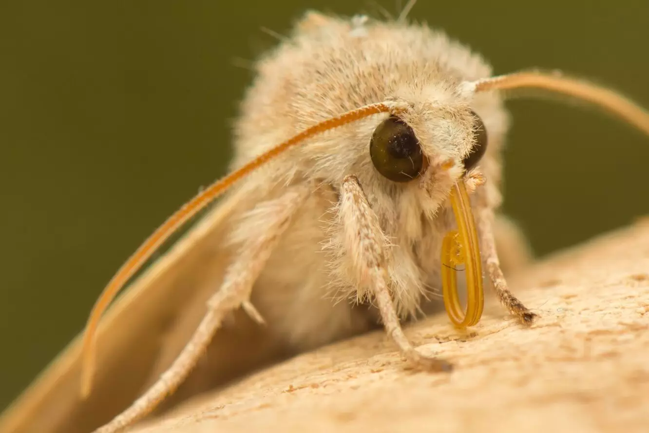 Les yeux de papillon ont inspiré les scientifiques pour créer un matériau fantastique