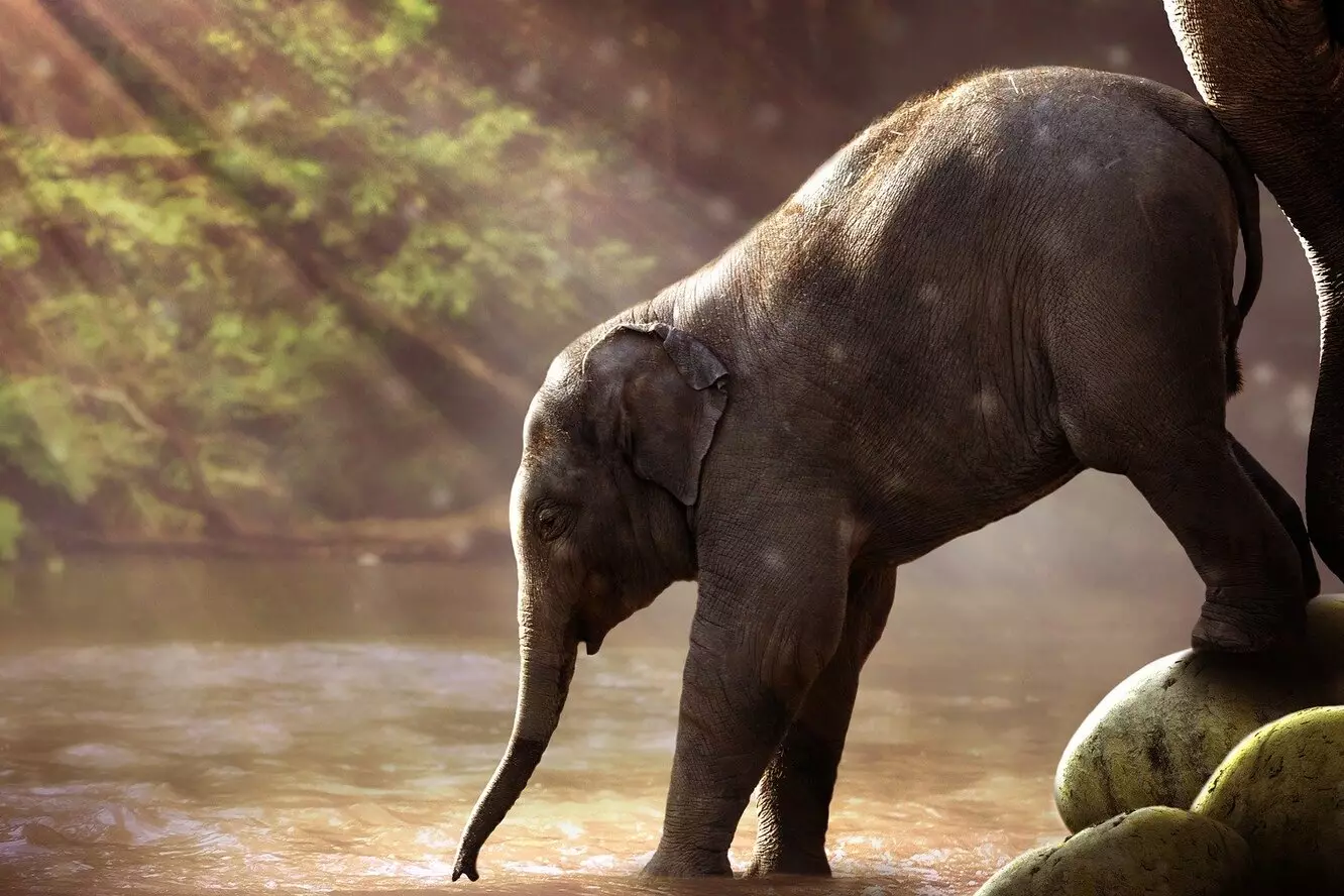 Nervozni slonovi u zoološkom vrtu će se utješiti kanabisom