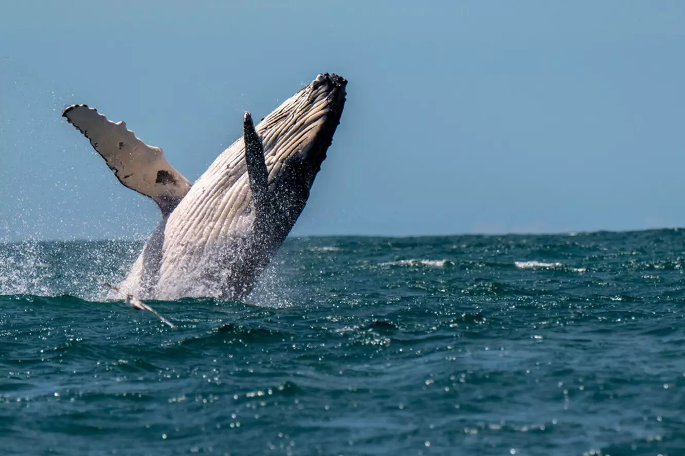 Americký armádní sbor inženýrů rozplétal velrybu tři dny
