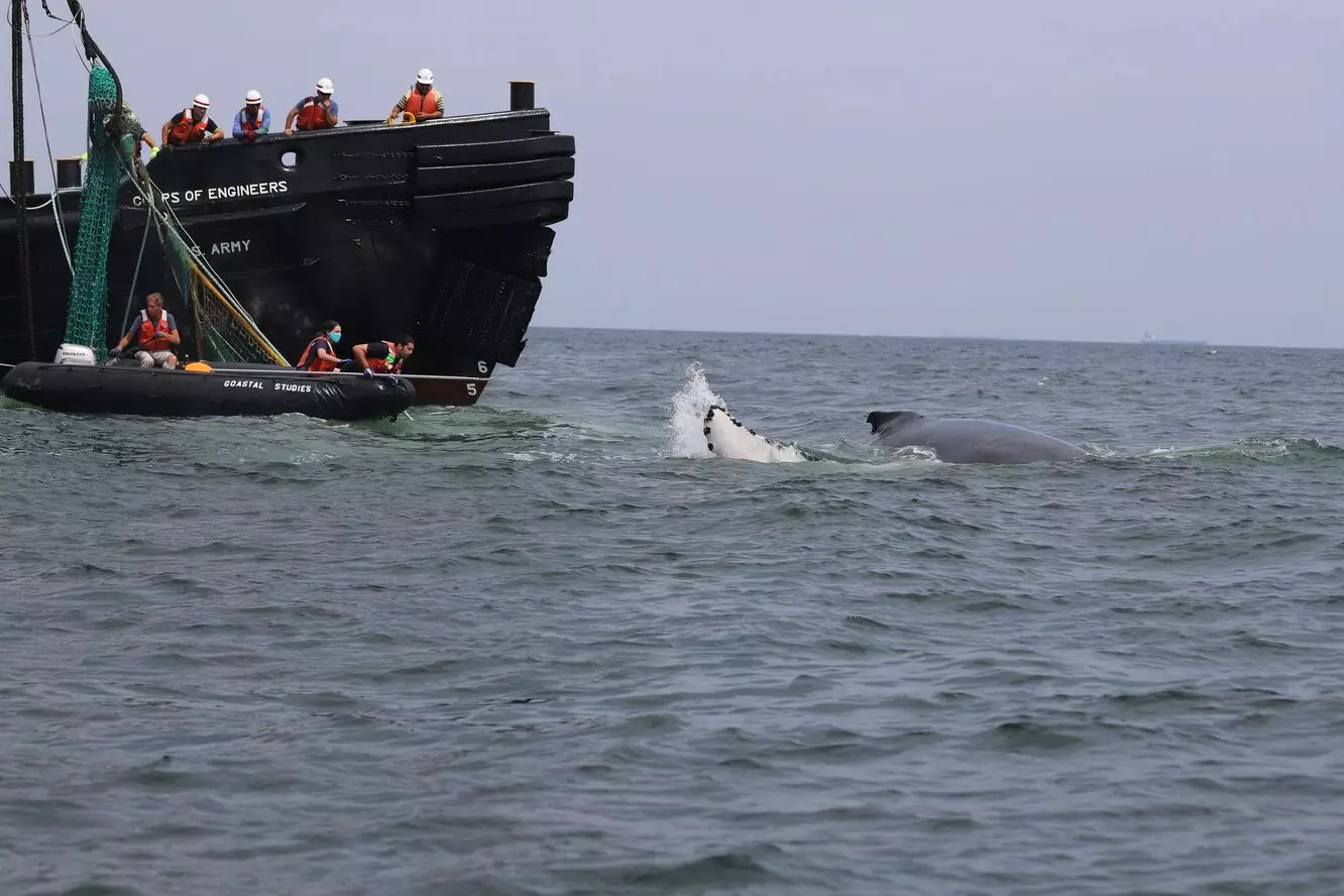 У Нью-Йорській бухті провели триденну операцію з порятунку горбатого кита, що заплутався в рибальських снастях.