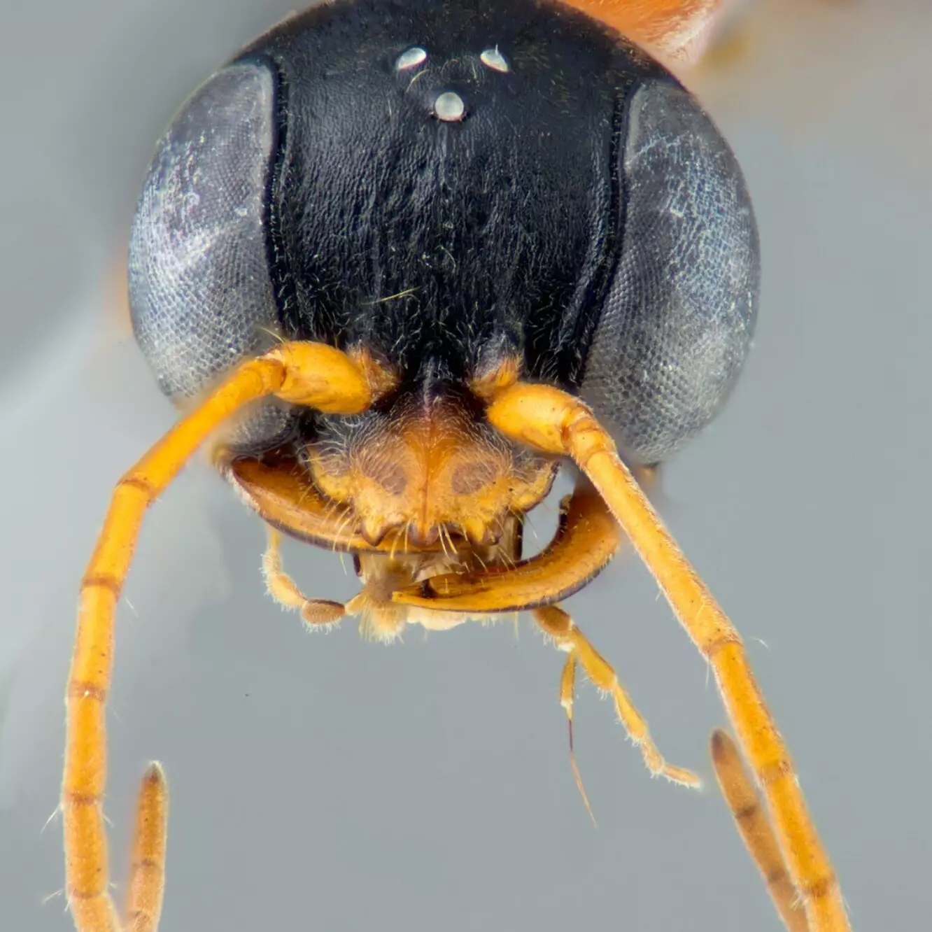 Dementor Wasps: Ki jan gèp fè ravèt nan zonbi 375557_3