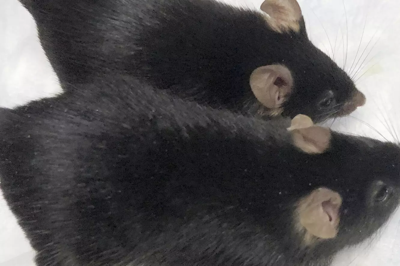 Tikus otot bali menyang Bumi sawise sewulan ing ISS