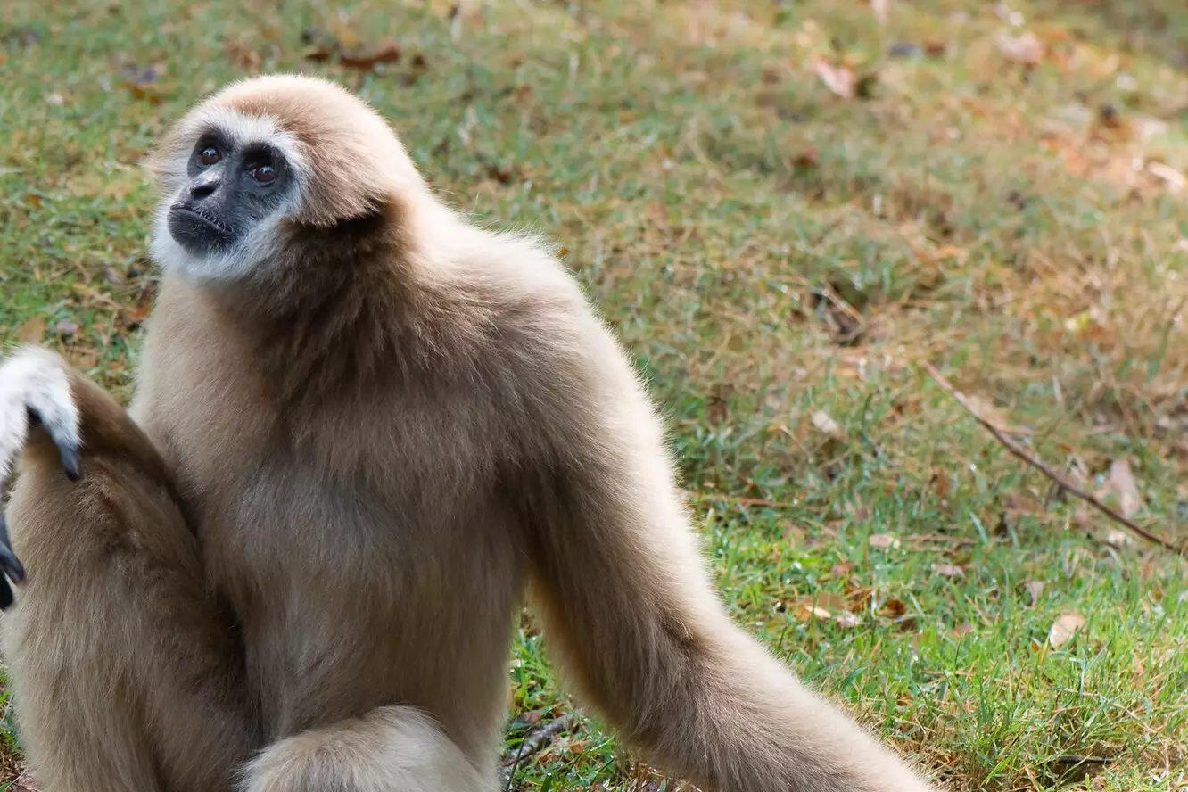 Au fost descoperite noi specii de maimuțe vechi de 13 milioane de ani
