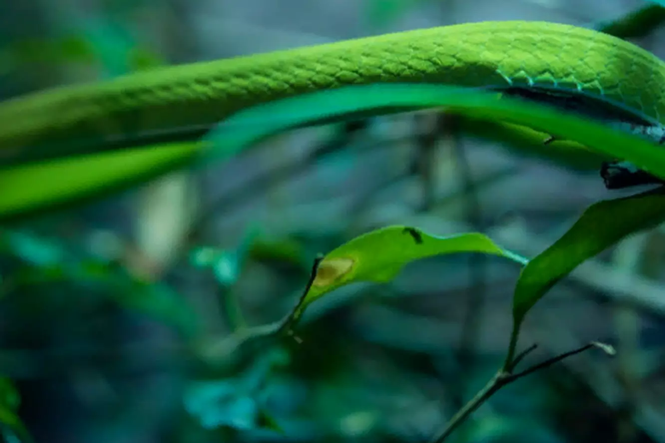 Tenta atopar a pitón na foto: só os máis atentos farán fronte a esta tarefa