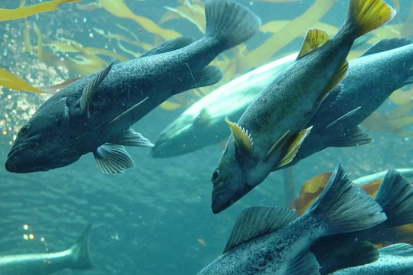 In Jakutien wurde aus der Fischblase ein Verjüngungsmittel hergestellt