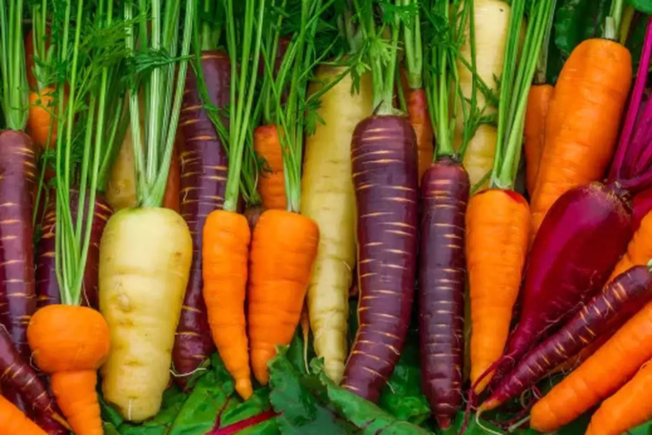 Why we only eat orange carrots and who is to blame