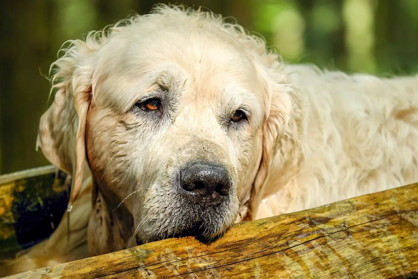 Diyet ve egzersiz köpekleri yaşlılıktan kurtarmaz