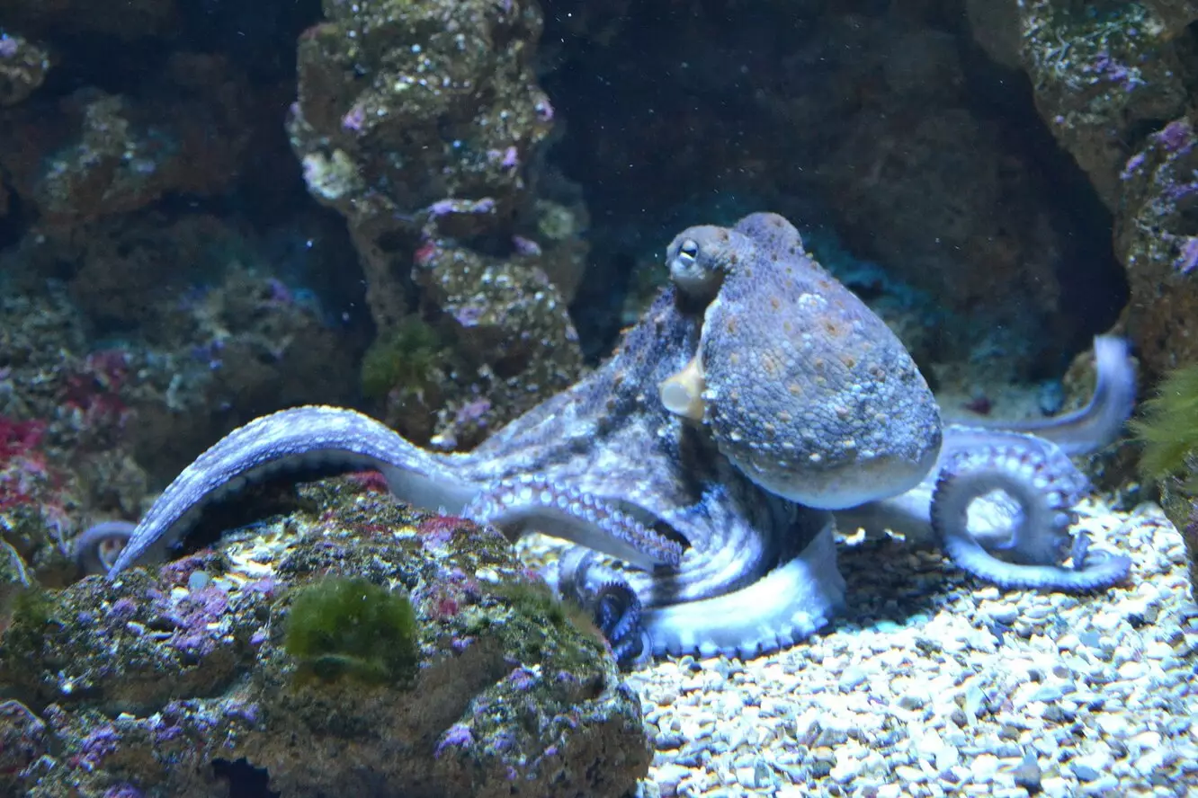 Octopus limbs don't act completely on their own 378662_1