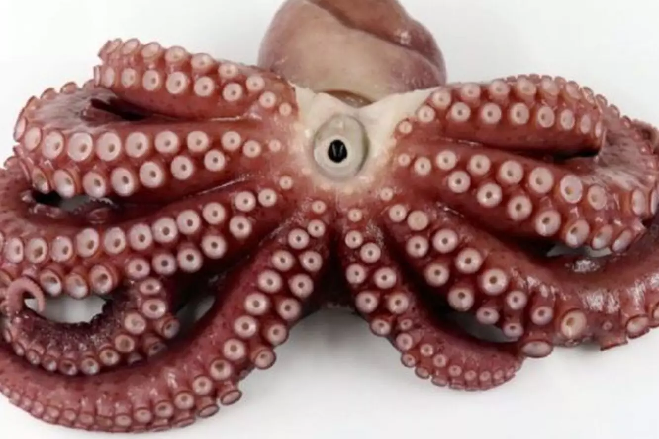 Octopus with 9 tentacles caught in Japan