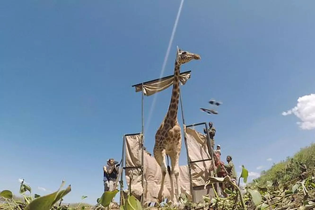 Ang kusog nga ulan miputol sa usa ka grupo sa mga giraffe gikan sa mainland. Tan-awa kung giunsa sila pagluwas sa mga conservationist