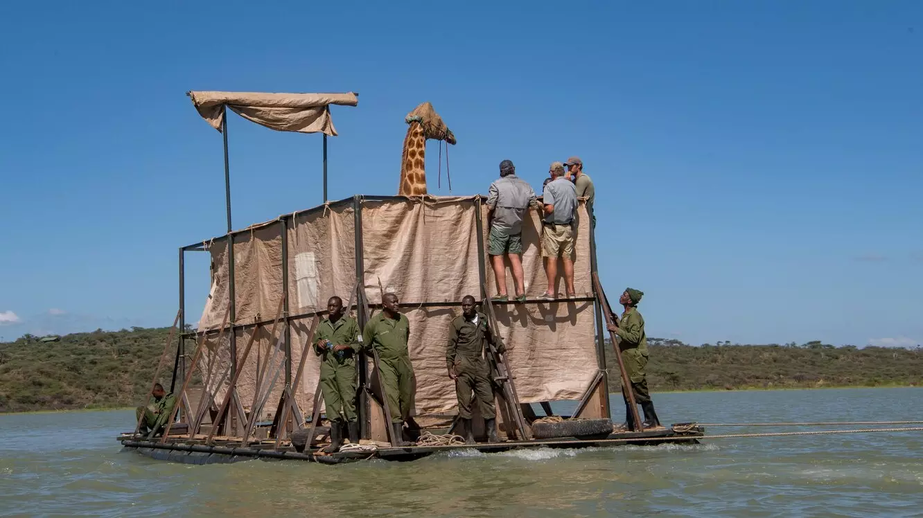 De fortes pluies ont coupé un groupe de girafes du continent. Découvrez comment les défenseurs de l'environnement les sauvent 378854_2