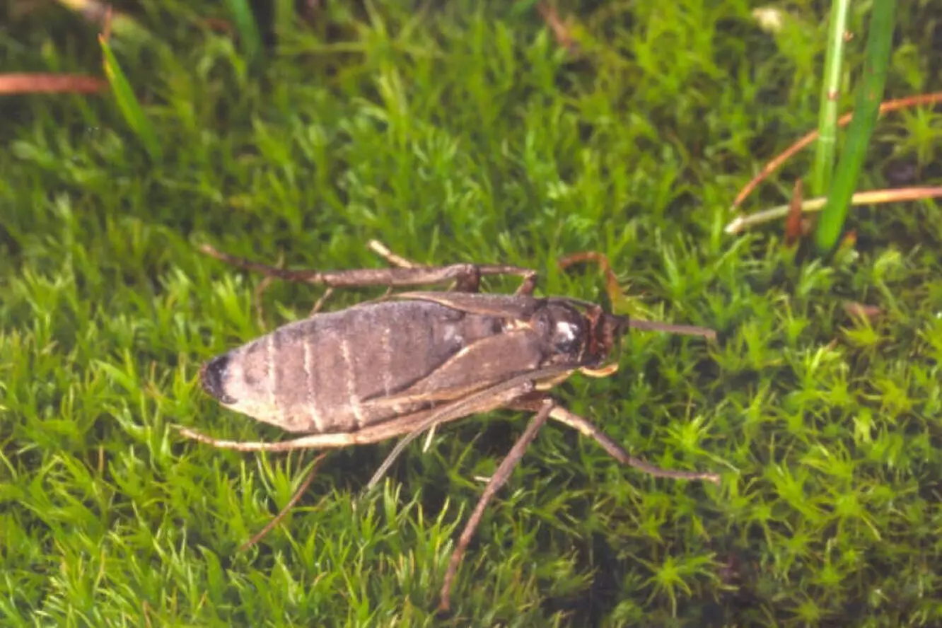 Charles Darwin was right: insects living on windy islands are becoming flightless