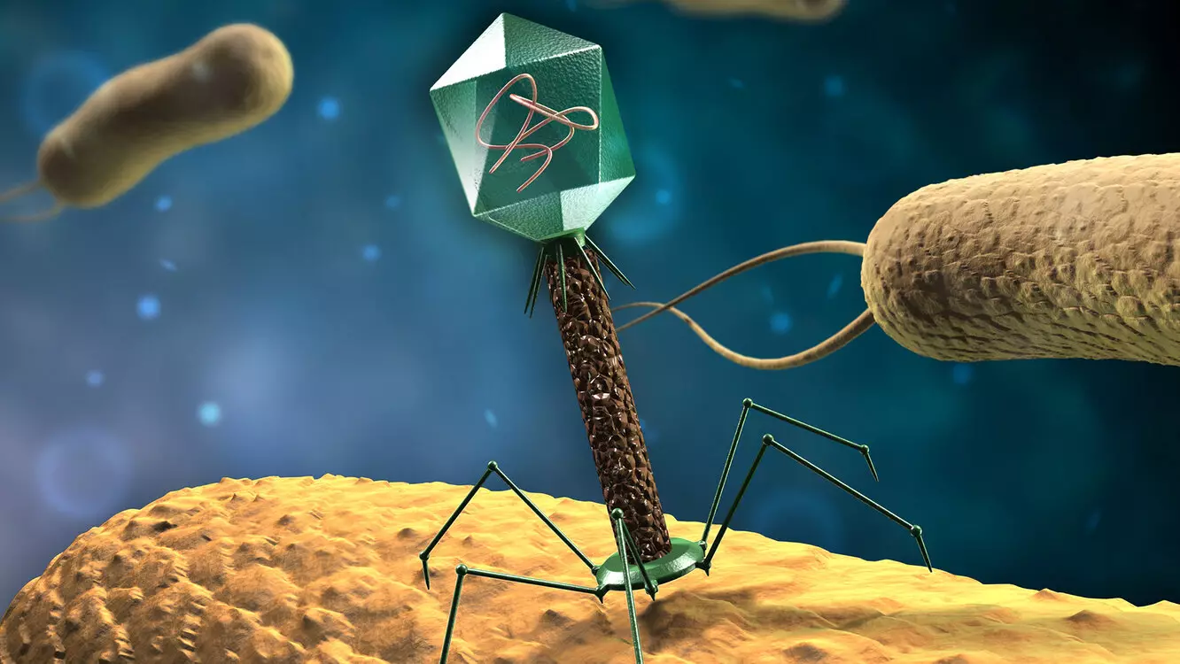 Mikrobiologer har opdaget hundredvis af gigantiske bakteriofager, der har en kompleks struktur og genom, som gør dem meget tættere på levende celler end andre vira.