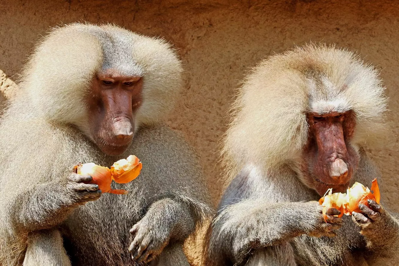 Els babuins que viuen junts en grups molt units tenen 