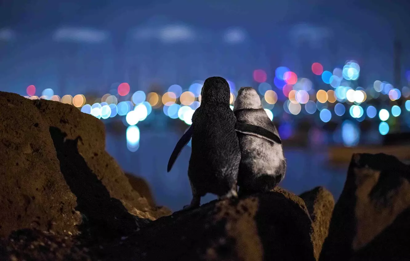 Award sa Audience: Duha ka penguin ang nagtan-aw sa Melbourne City Lights