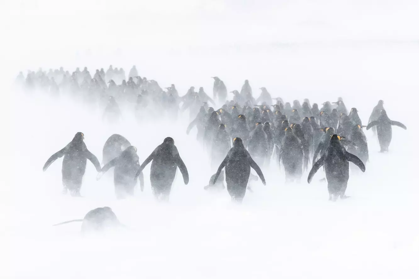 Pagsuhid sa Karagatan: Ang mga King Penguin Nangita ug dangpanan sa South Georgia Island