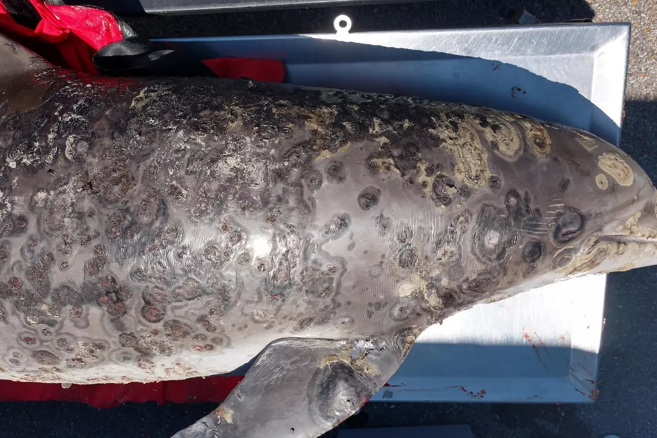 Dolphin found to have skin disease linked to climate change