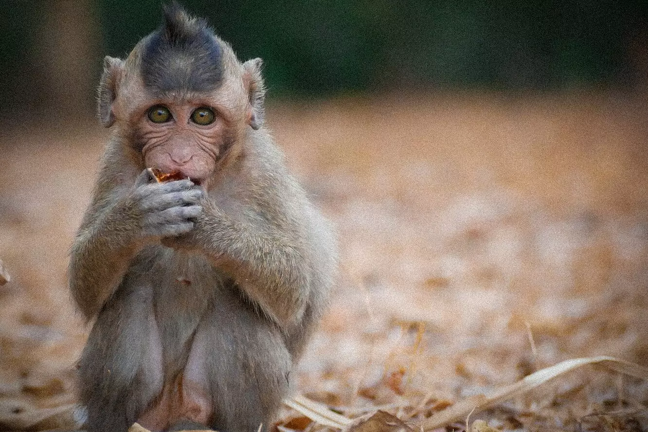 Mueren 27 monos en centro de investigación de la NASA