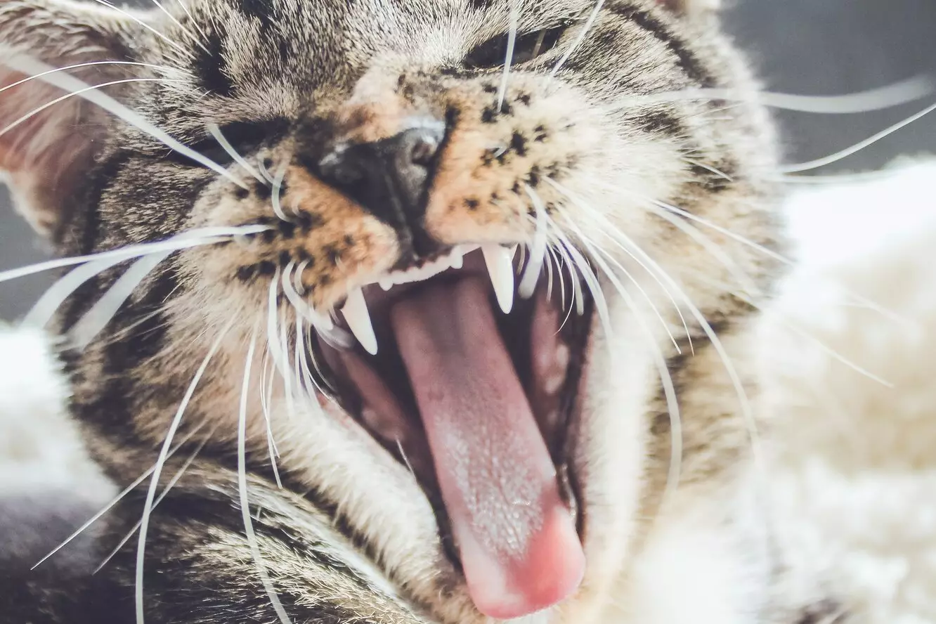 Why yawning is “contagious” and why it is needed