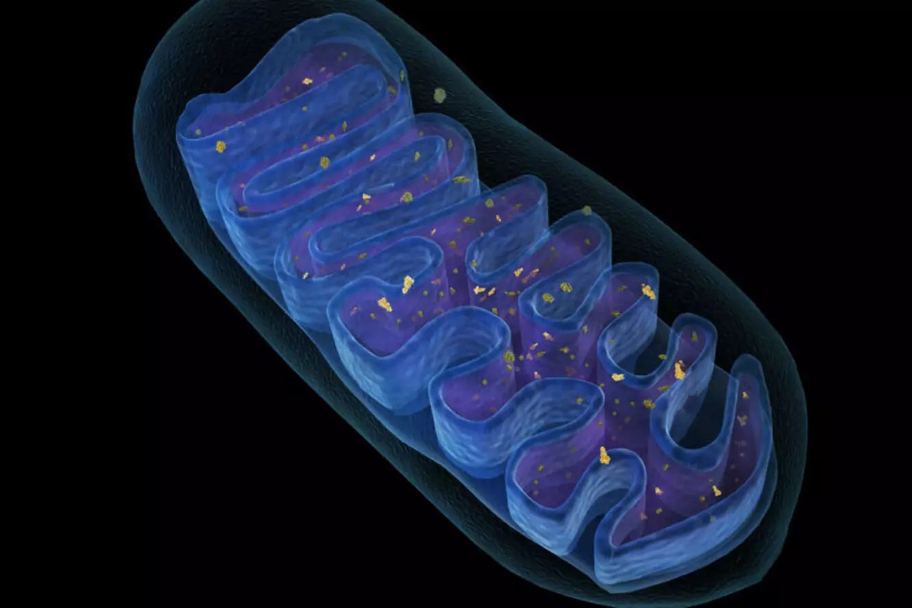 Ny mitochondria dia afaka nifindra tamim-pahombiazana tao amin'ny sela mampinono