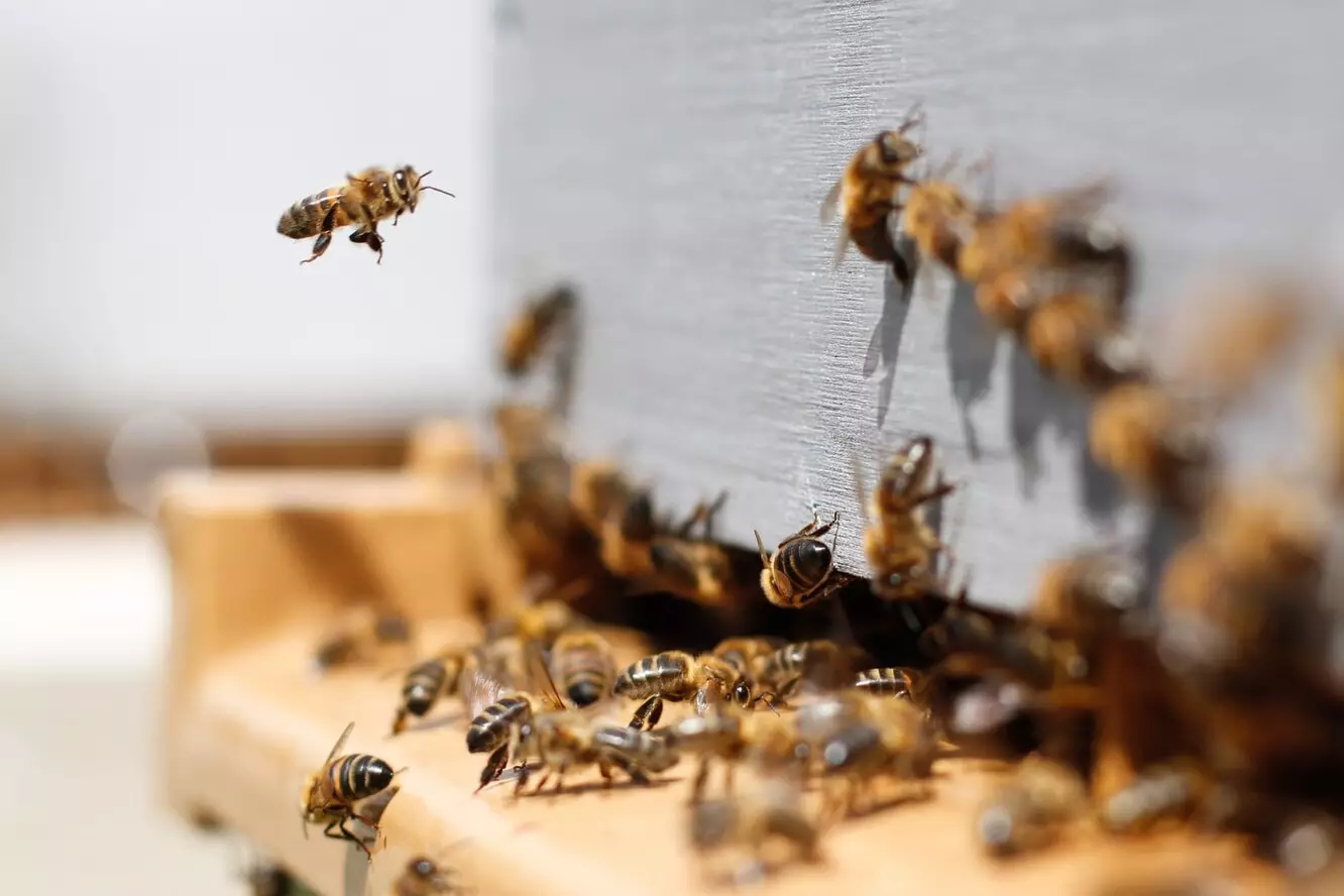 Да ли је могуће умријети од убода пчеле