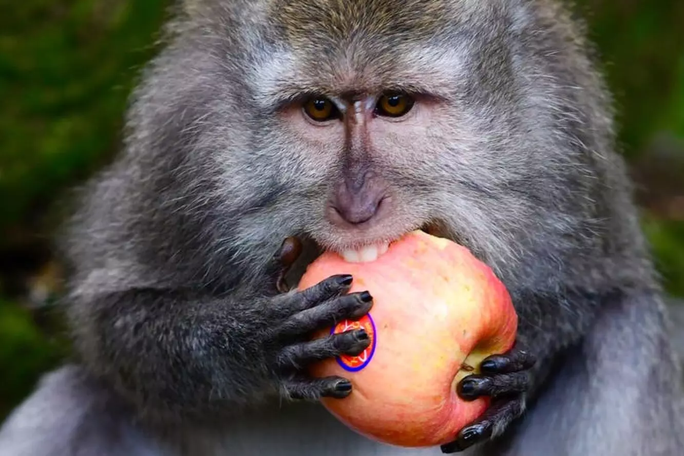 I macachi mangiatori di granchi rubano oggetti di valore e chiedono un riscatto 