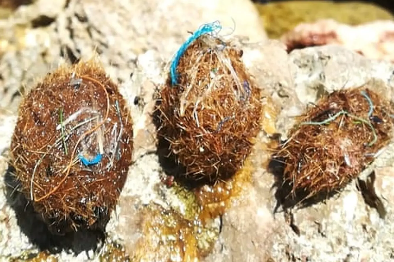 Ökologen hunn eng ongewéinlech Manéier entdeckt datt den Ozean sech vu Plastikspartikelen botzt